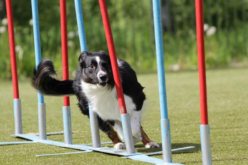 Agility-Training mit dem Hund | Hunde-Kausnacks Magazin
