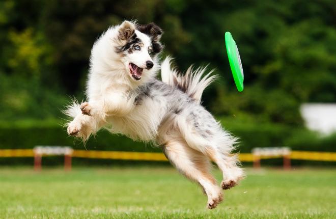 Lustige Hundespiele - Hunde-Kausnacks Magazin