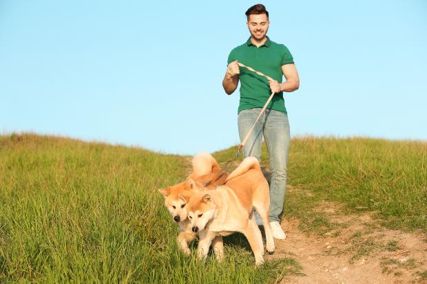 Welcher Zeitaufwand hat ein Hund? | Hunde-Kausnacks Magazin