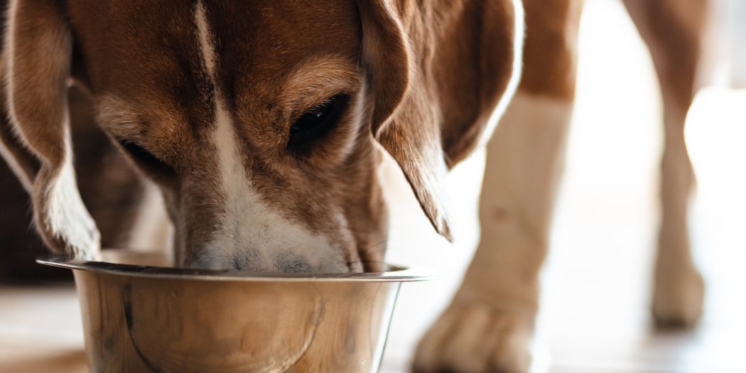 Schonkost für den Hund richtig füttern - Hunde-Kausnacks Magazin